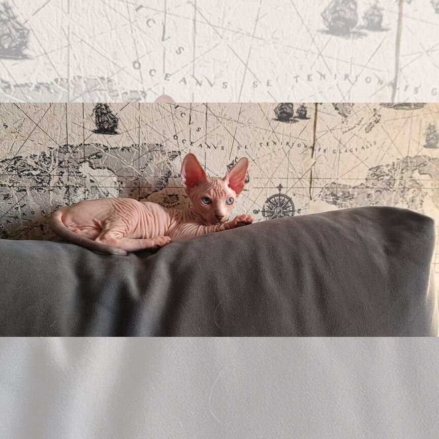 Донской сфинкс