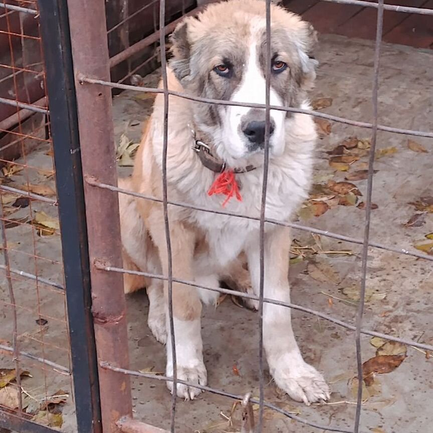 Среднеазиатская овчарка, взрослый пёс