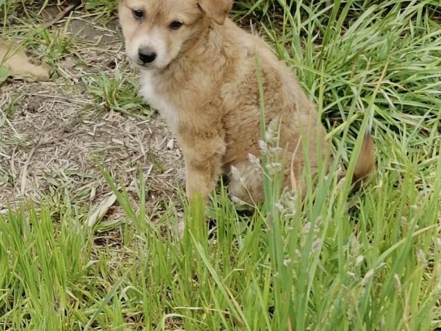 Щенок в добрые руки бесплатно