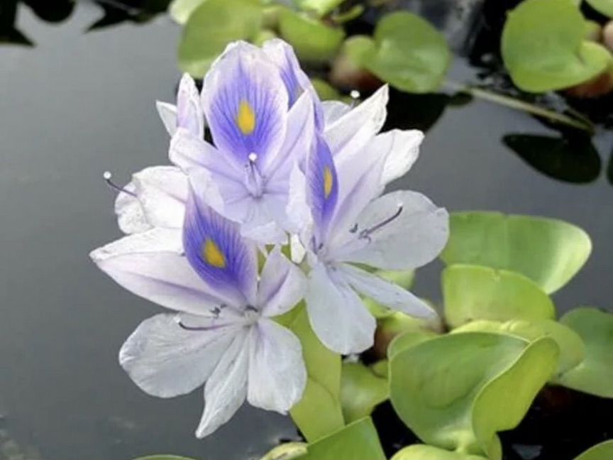 Растения для пруда, для аквариума