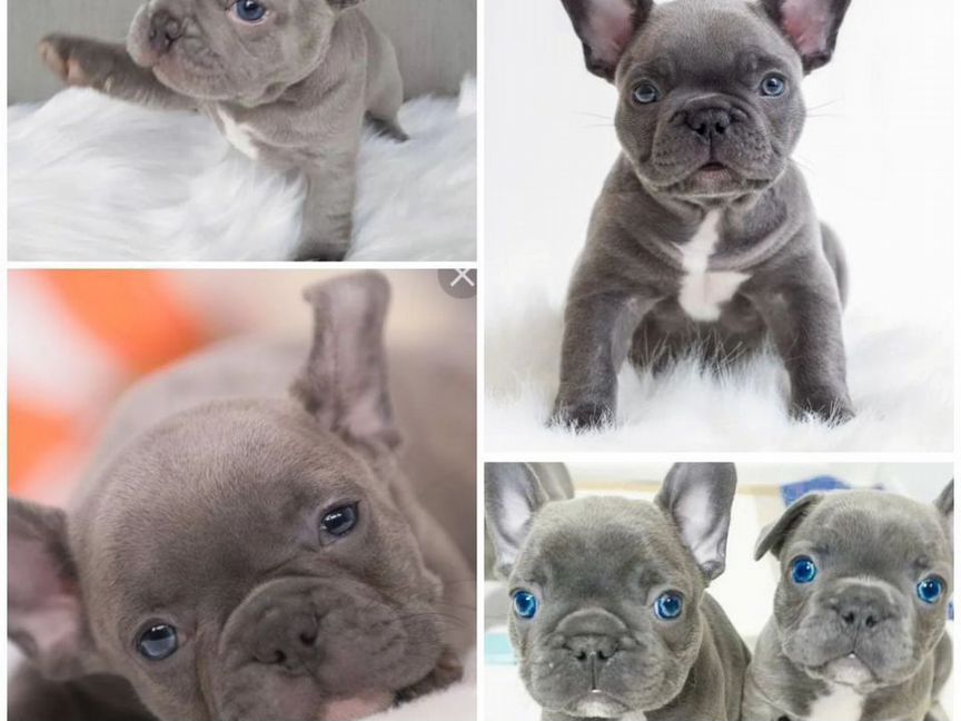 Французский бульдог Голубой Изабелла