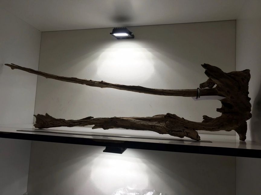 Виноградное дерево в террариум