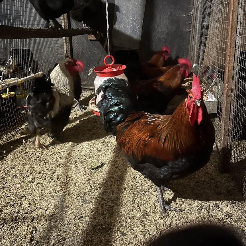 Петух маран черно медный