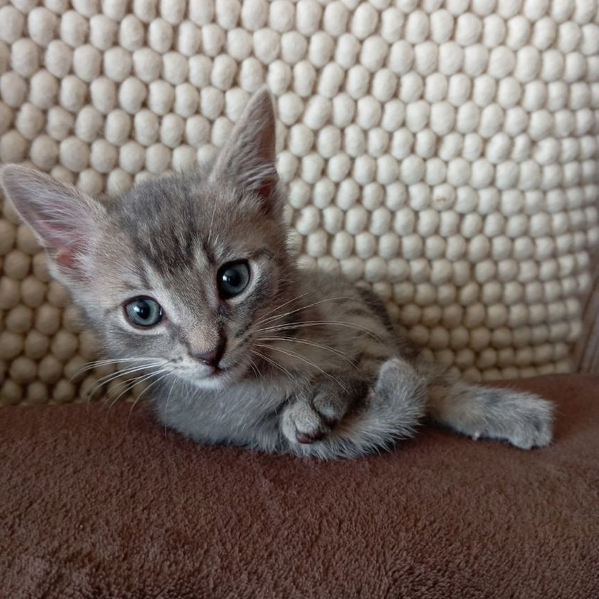 Котенок в добрые руки
