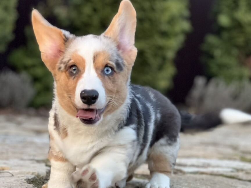 Вельш-корги кардиган мраморный