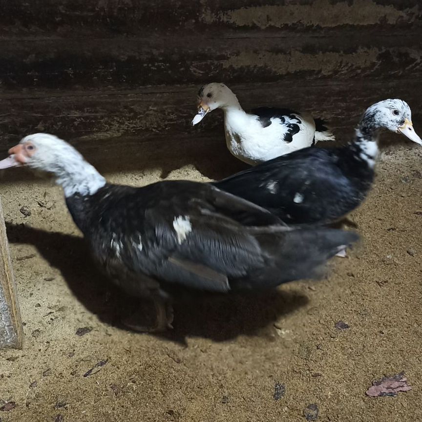 Мускусные утки