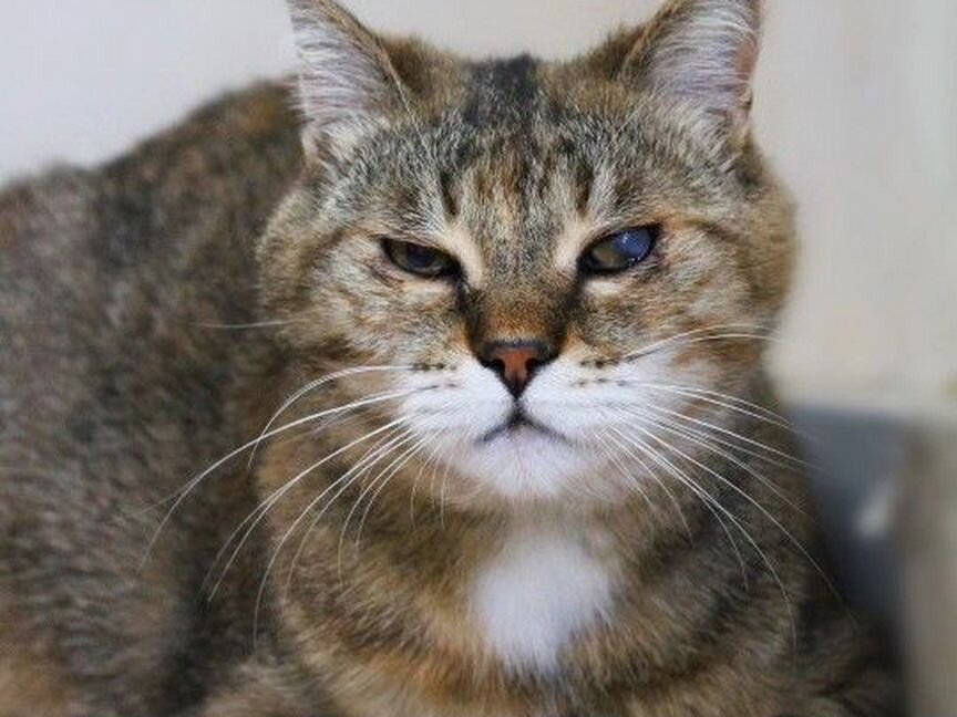 Кошка стерилизованная в добрые руки