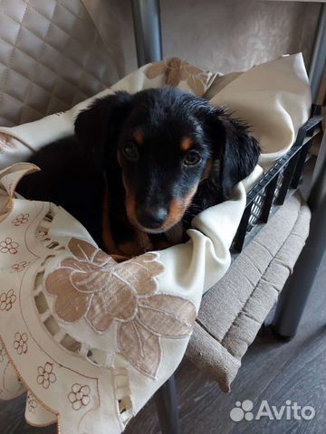 Собака в добрые руки щенок