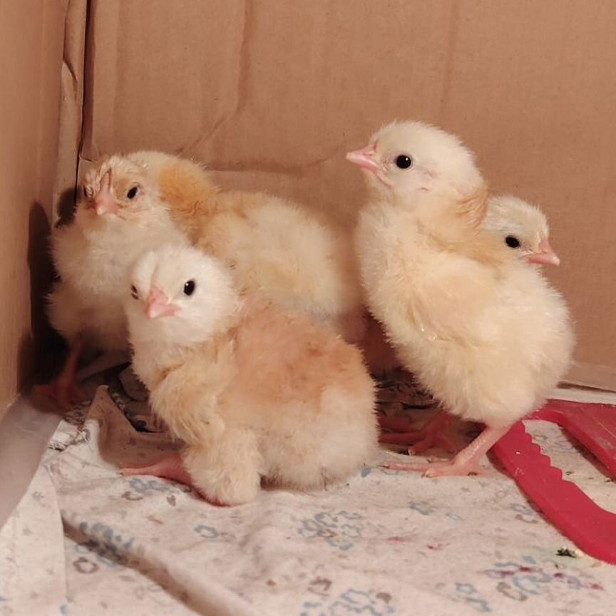 Цыплята несушек 5шт