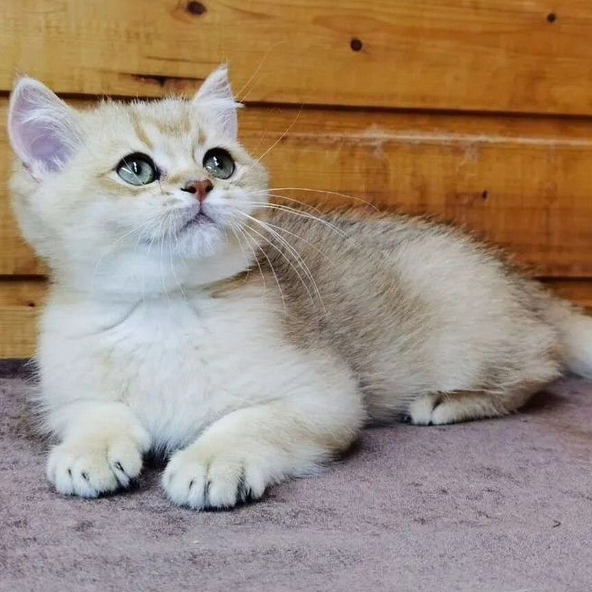 Британский короткошёрстный котёнок