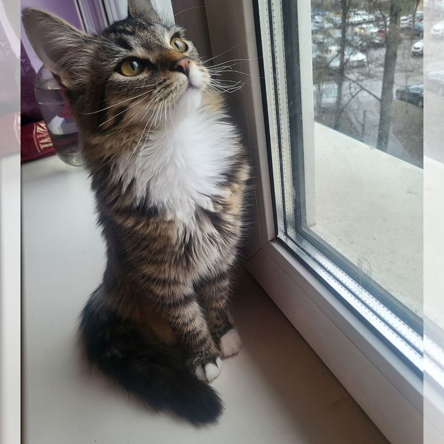 Сибирский котёнок