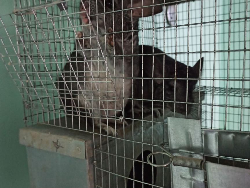 Шиншилловая ферма