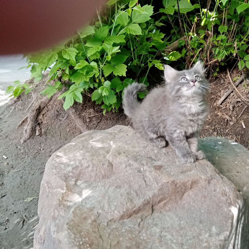 Котенок сибирской кошки