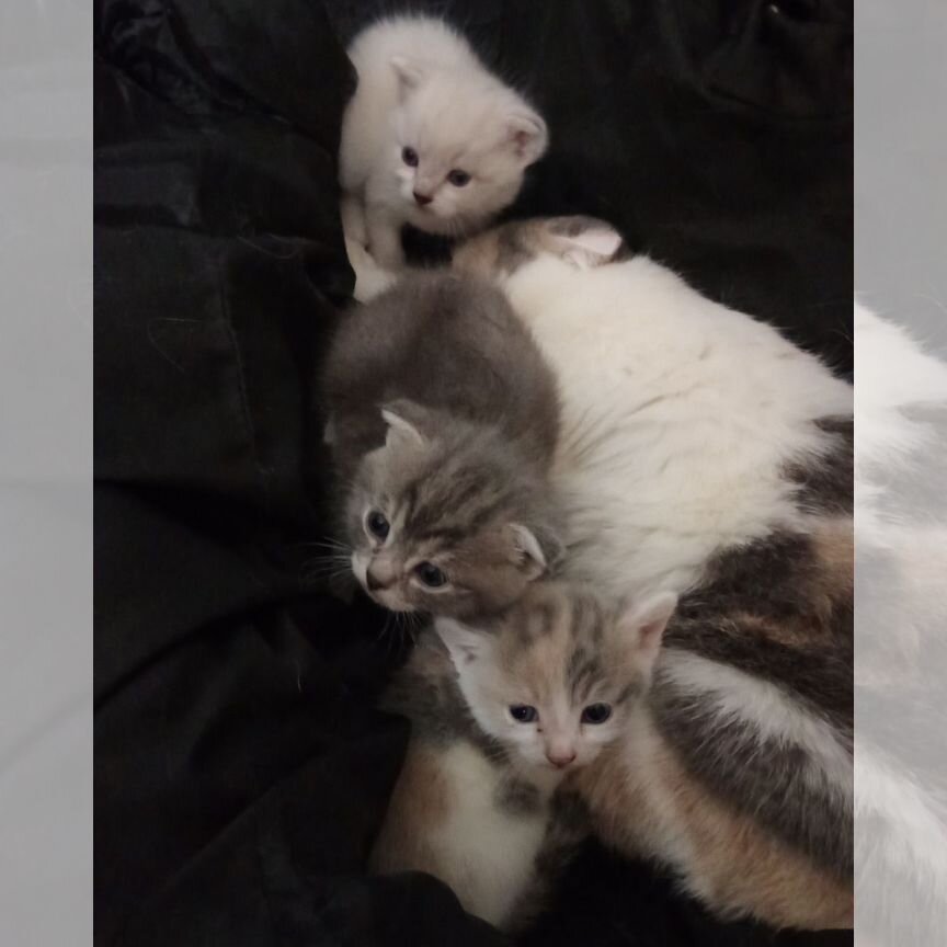 Шотландский вислоухий короткошёрстный котёнок