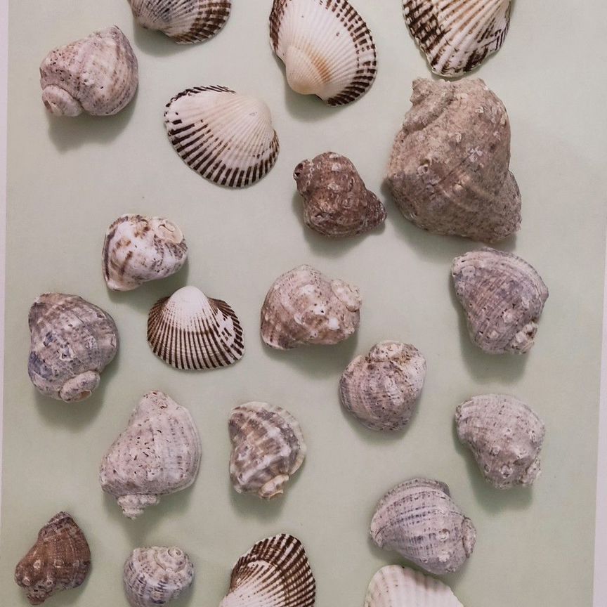 Морские ракушки