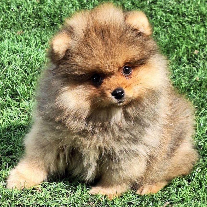 Померанский шпиц, щенок
