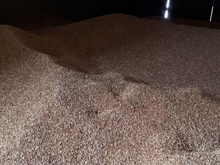 Семечко, Кормовой ячмень корма