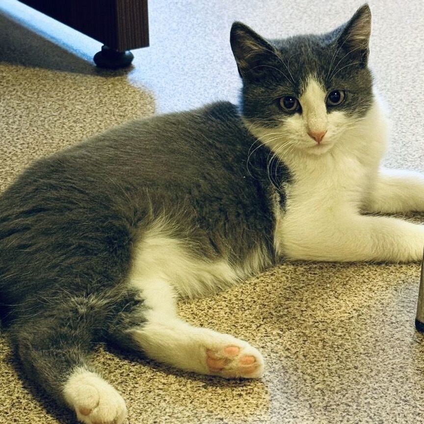 Котёнок в добрые руки