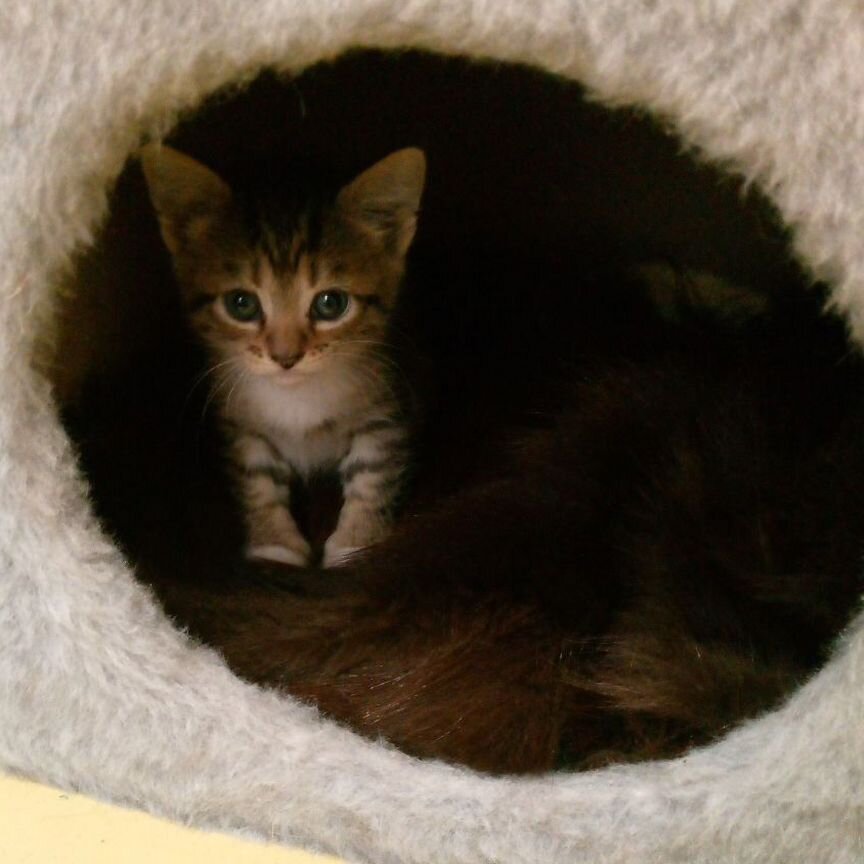 Мейн-кун котёнок