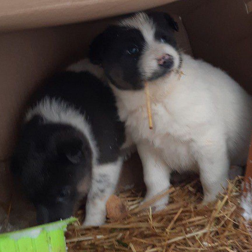 Щенок в добрые руки