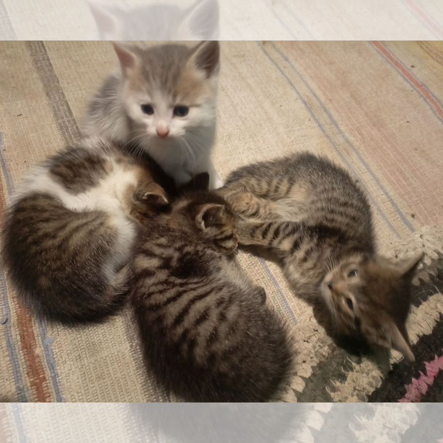 Котята в добрые руки