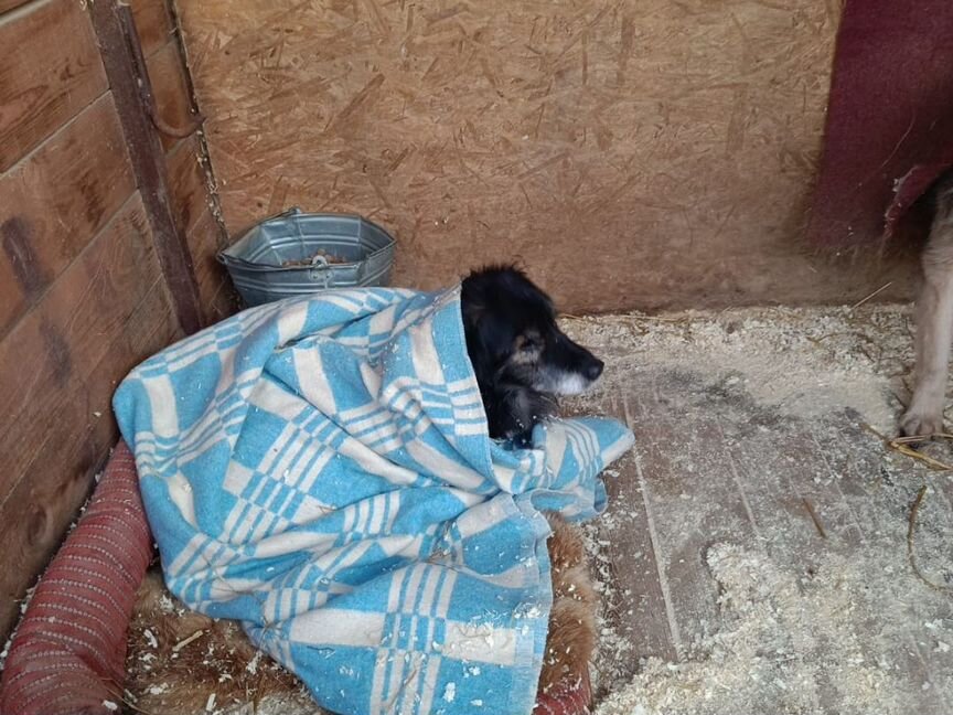 Старый Тобик всю жизнь в приюте