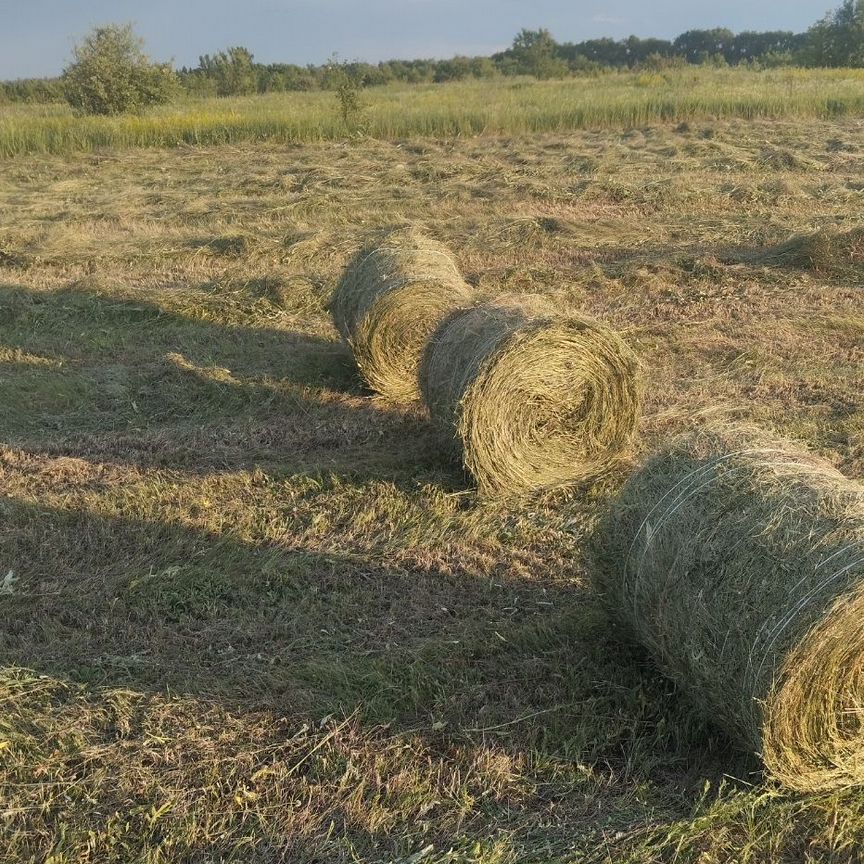Сено в мини рулонах