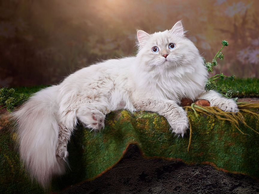 Кошка невская маскарадная