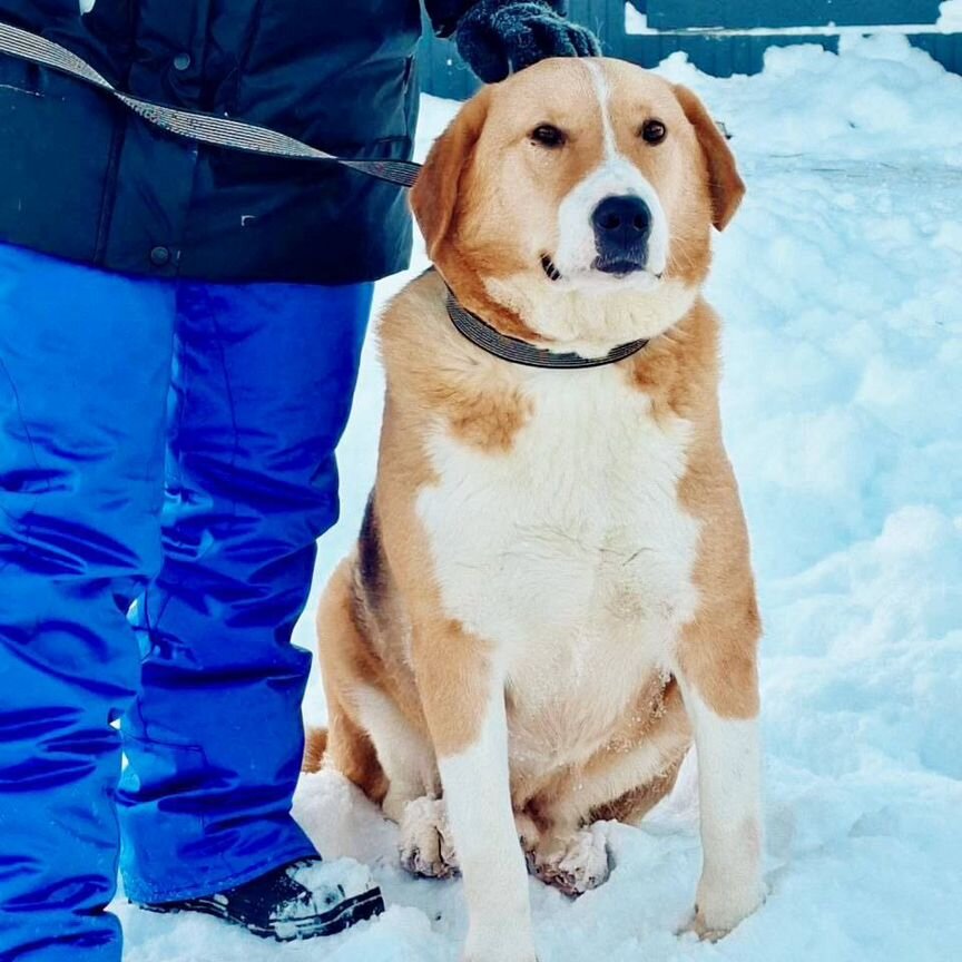 Взрослый пёс в добрые руки