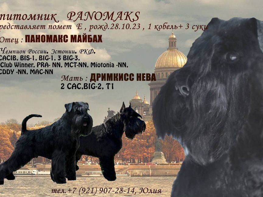 Цвергшнауцер щенки