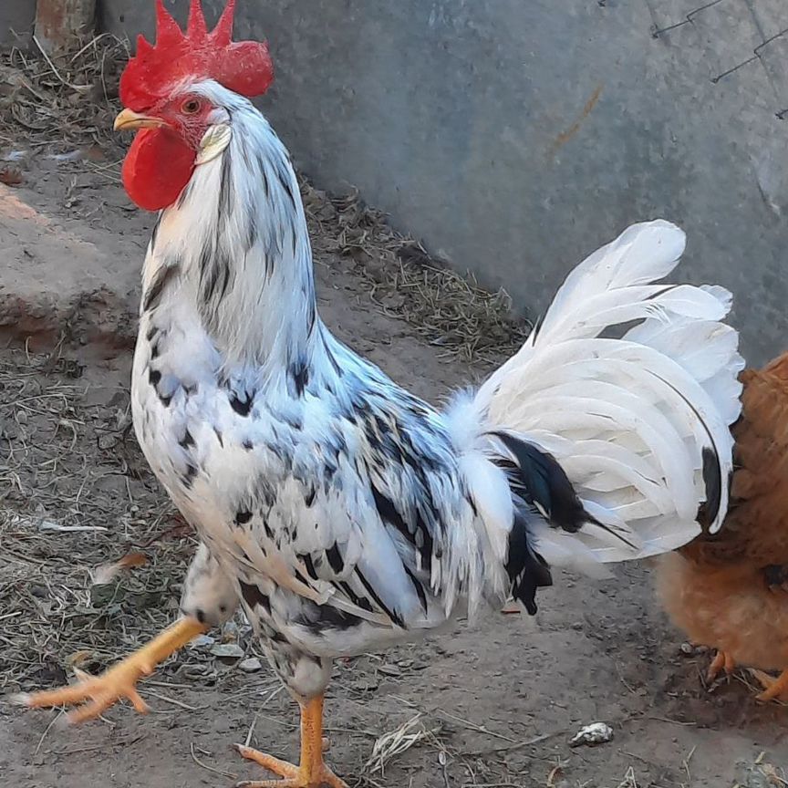 Петух леггорн далматинец
