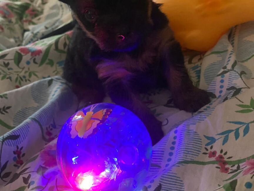 Йоркширский терьер мини беби фейс щенки