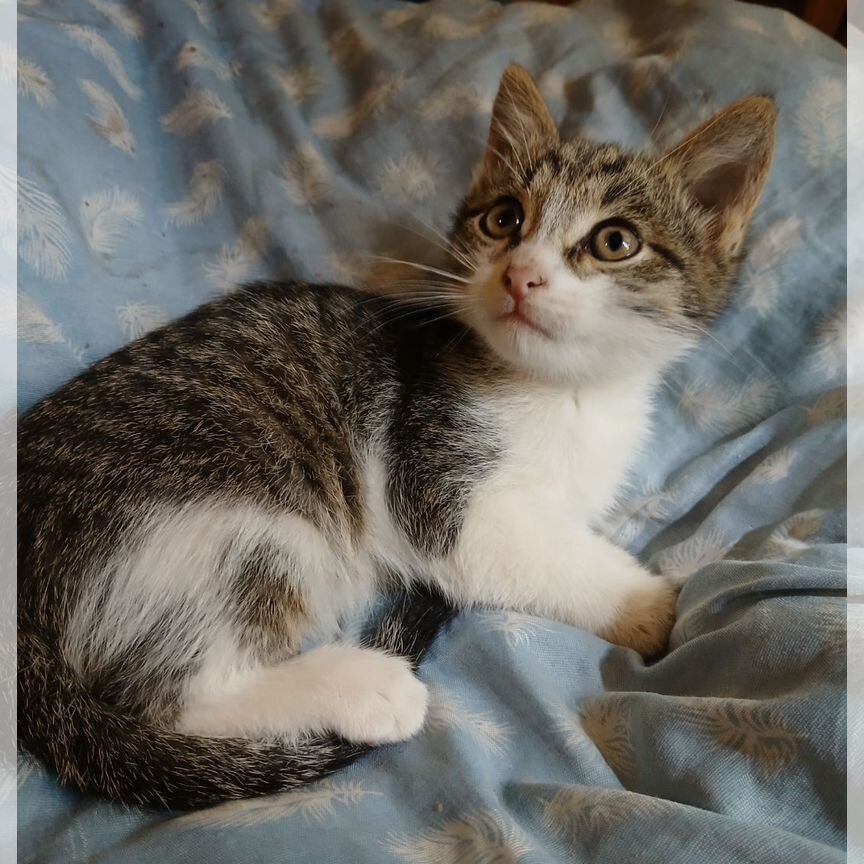 Котенок
