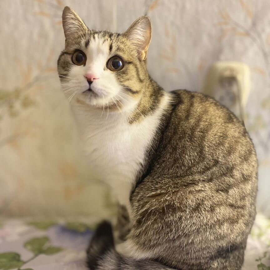 Кот