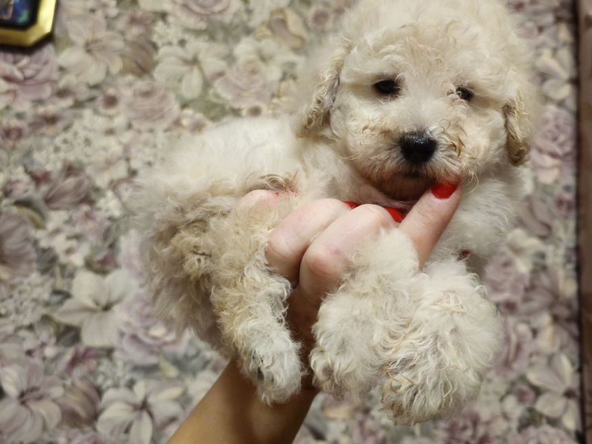 Новогодняя снежинка мальтипу ф1