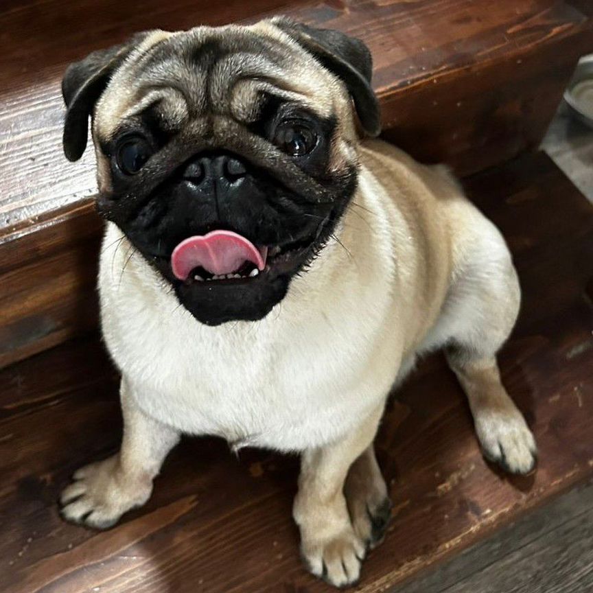 Мопс, щенок