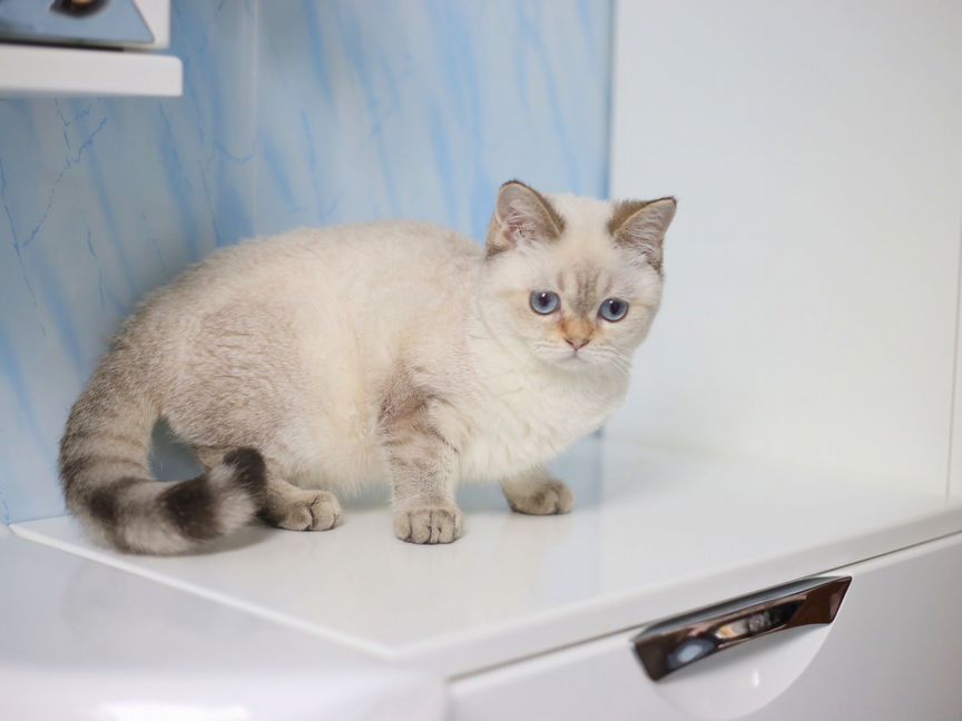 Британский котик золотая шиншилла поинт