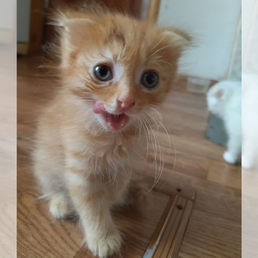 Отдам бесплатно котика