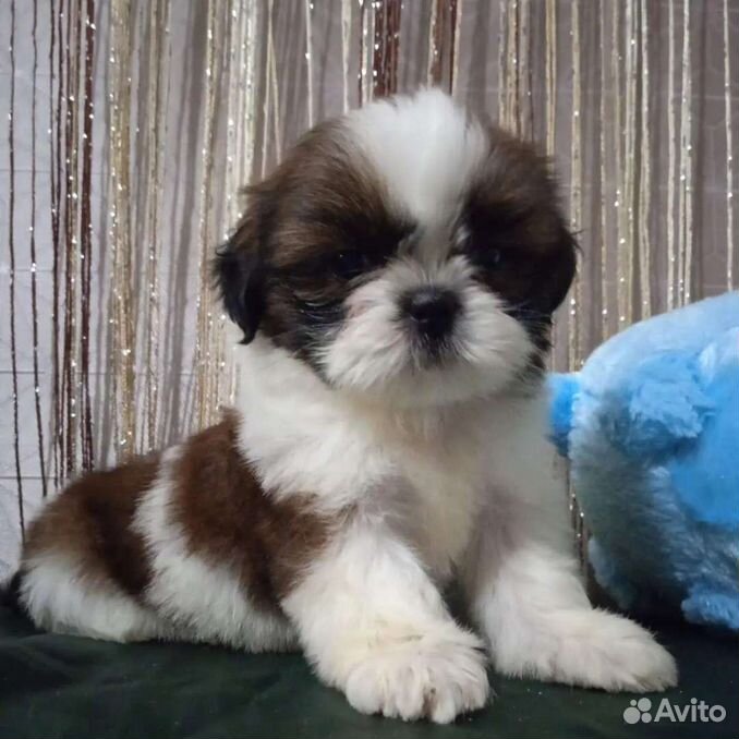 Малыши карандаши,ши тцу