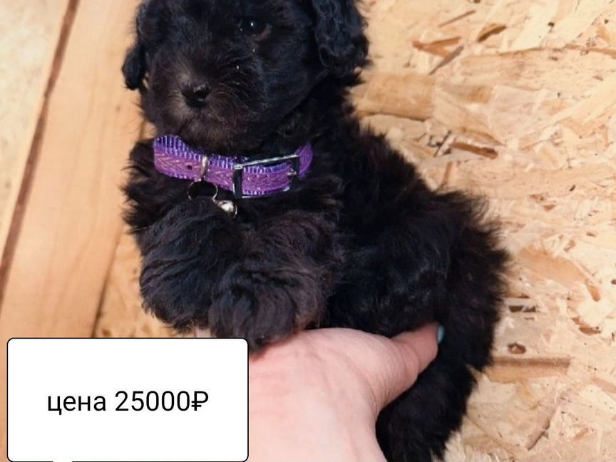 Щеночек мальтипу