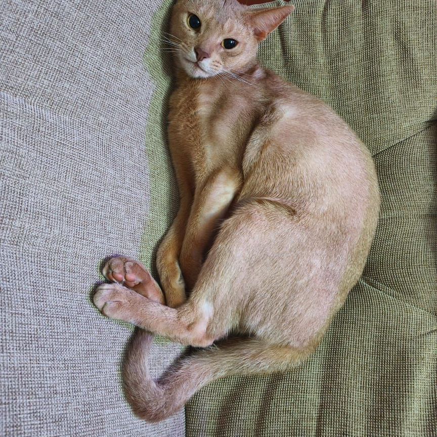 Кошка в добрые руки
