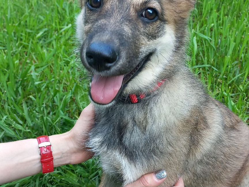 Собака в добрые руки щенок