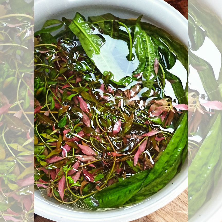 Аквариумные растения. Прополка