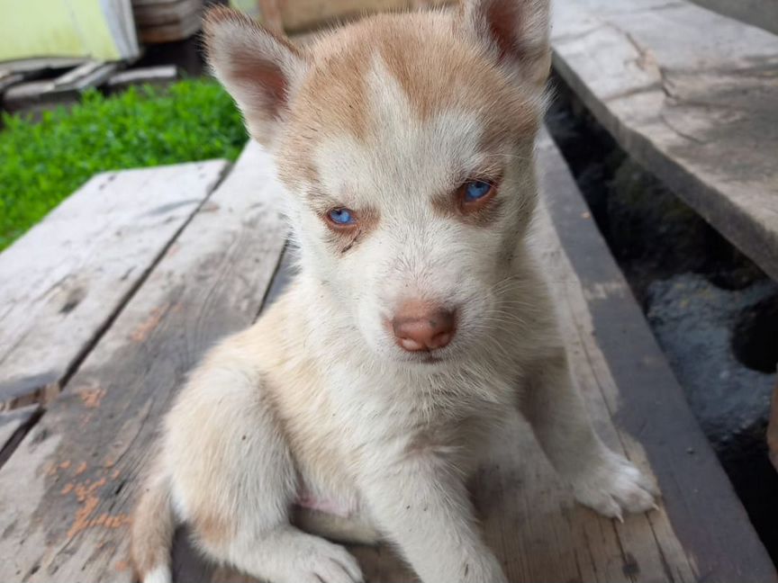 Щенки сибирской хаски