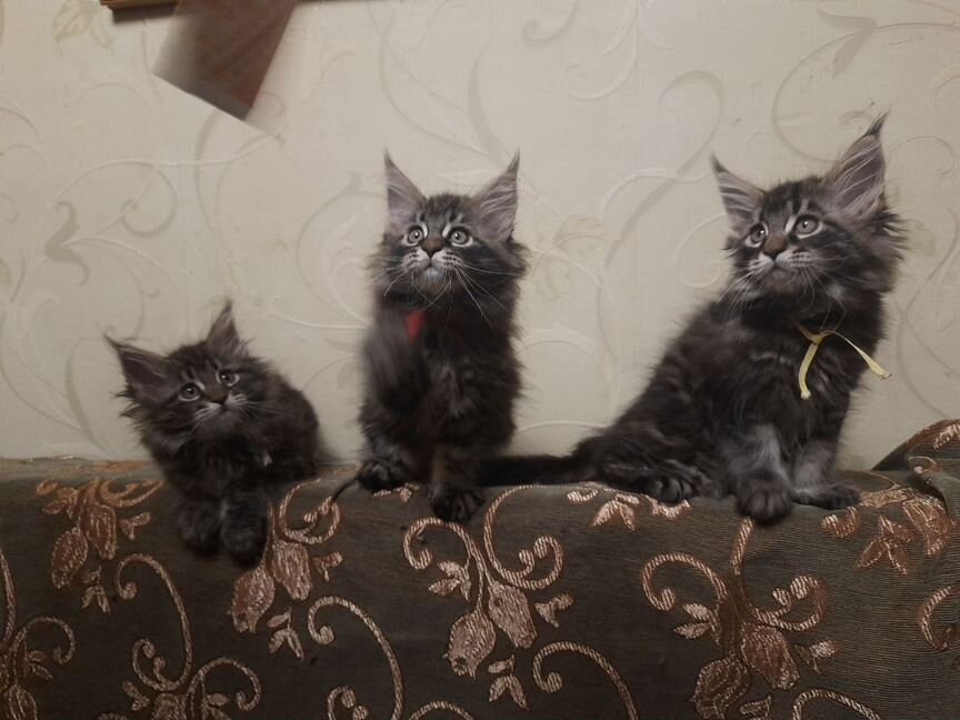 Котята мейн-кун
