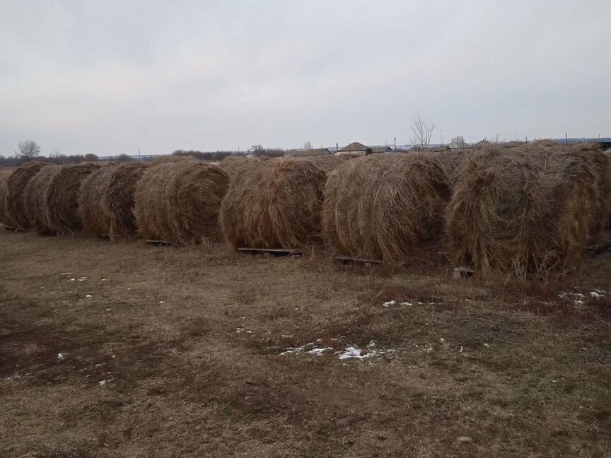 Сено степное в рулонах возможно доставка