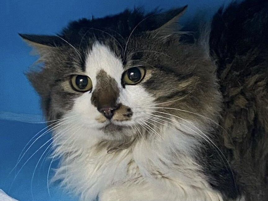 Котик Иртыш