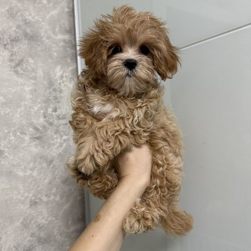 Мальтипу, щенок