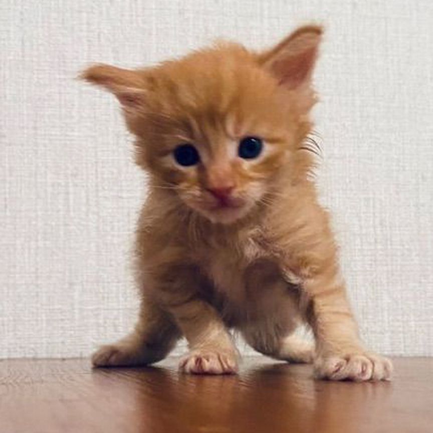 Мейн-кун котёнок