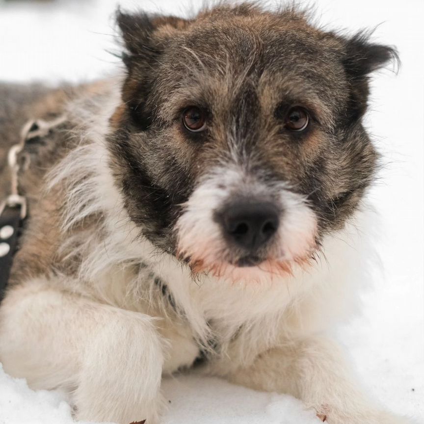 Собаки из приюта: нежная Элис